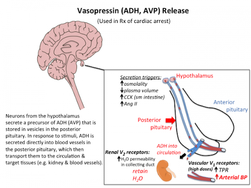 Vasopressin Use in ACLS & PALS